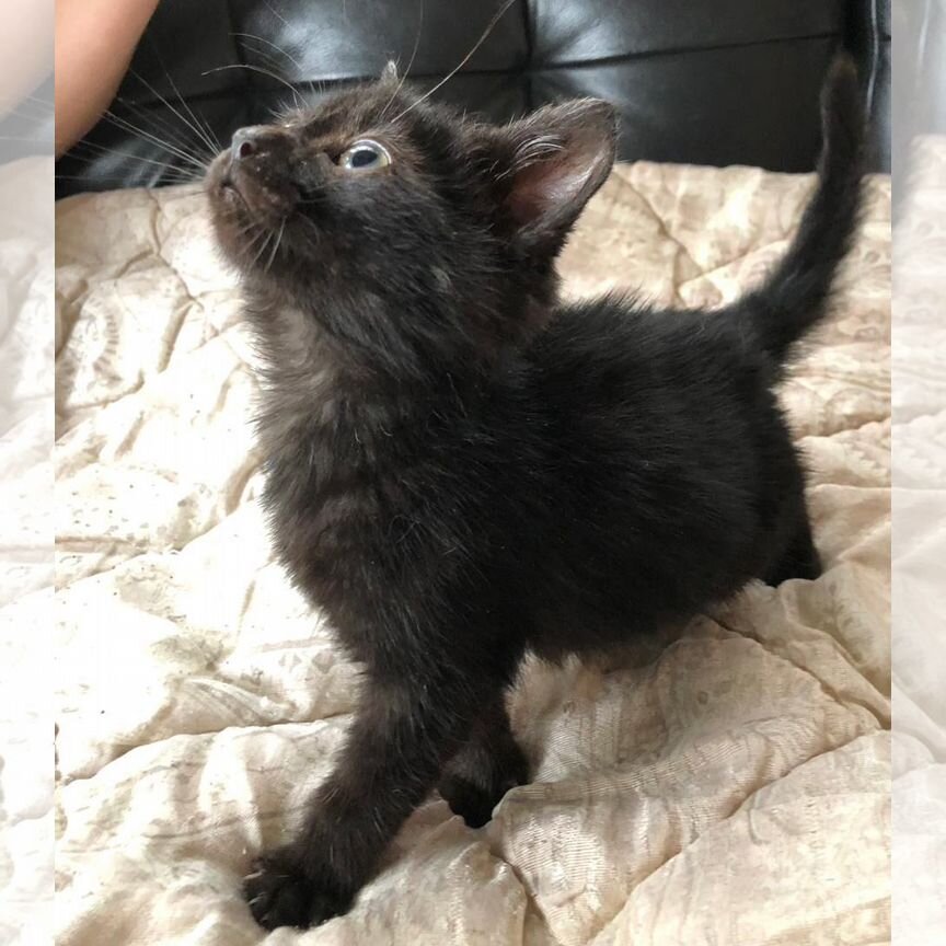 Отдам маленького двухмесячного котенка