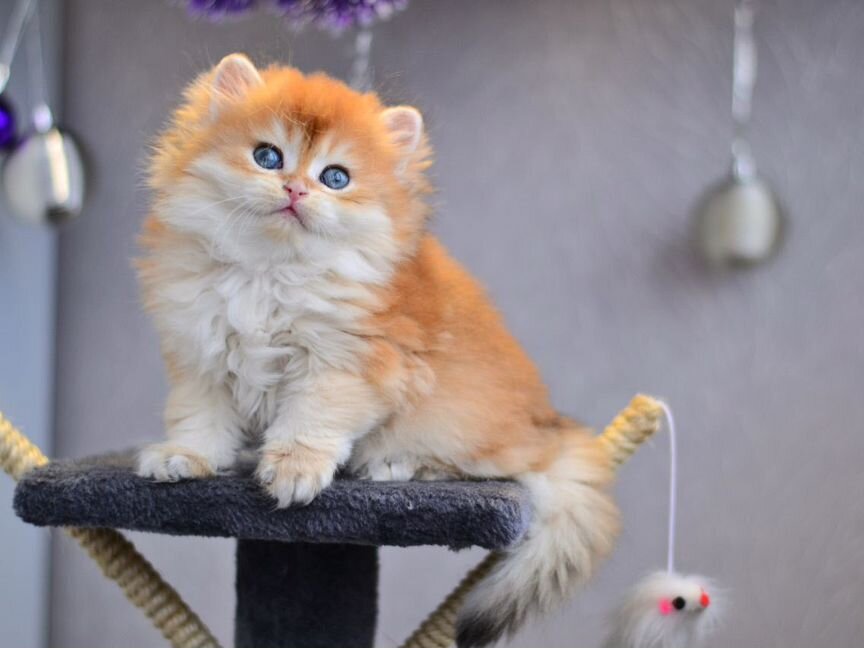 Мальчик золотой шиншиллы BLH ny12