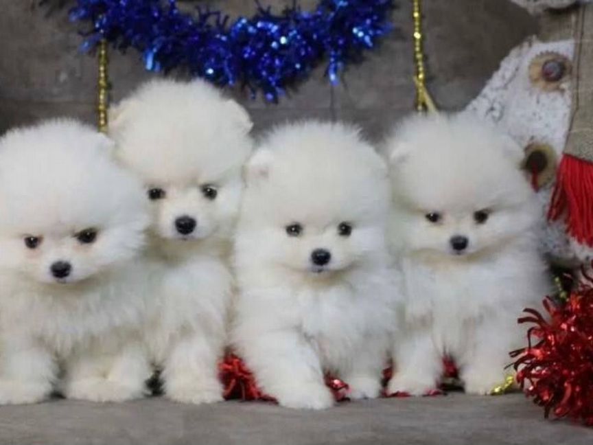 Мишки мини шпицы померанские