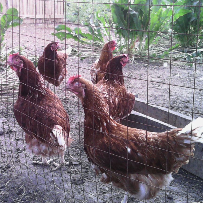 Куры несушки домашние взрослые всех сразу 19 штух