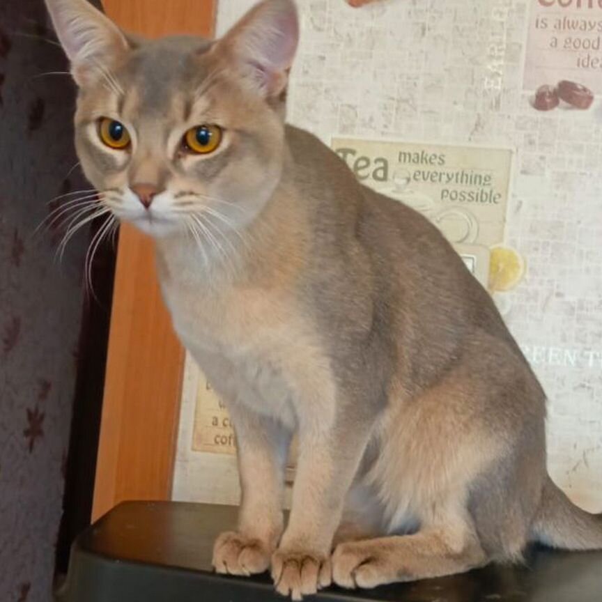 Продам абиссинского кота
