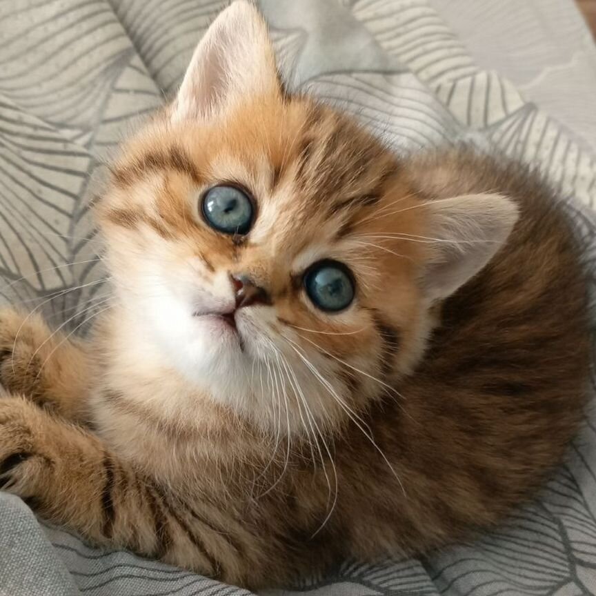 Шотландский прямоухий короткошёрстный котёнок