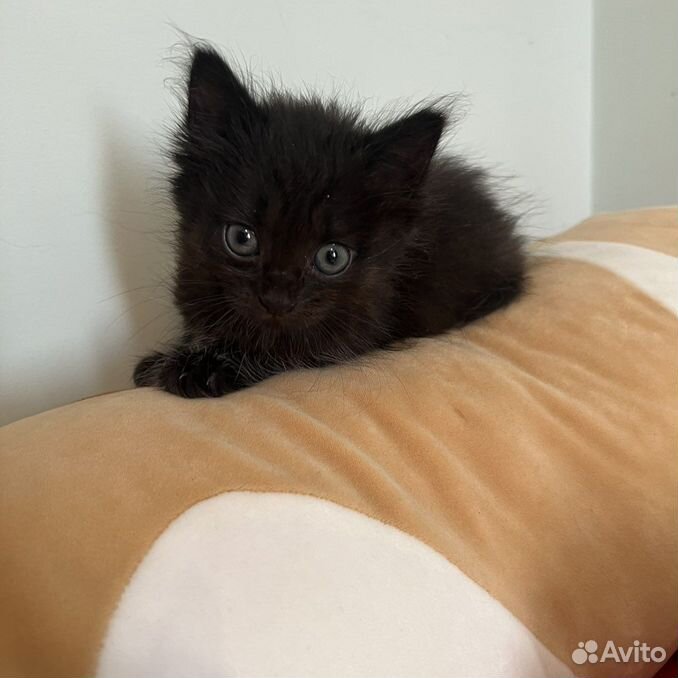 Котенок Галактика девочка ищет дом, хорошие руки