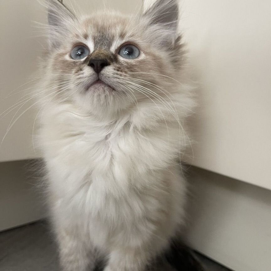 Невский маскарадный котя