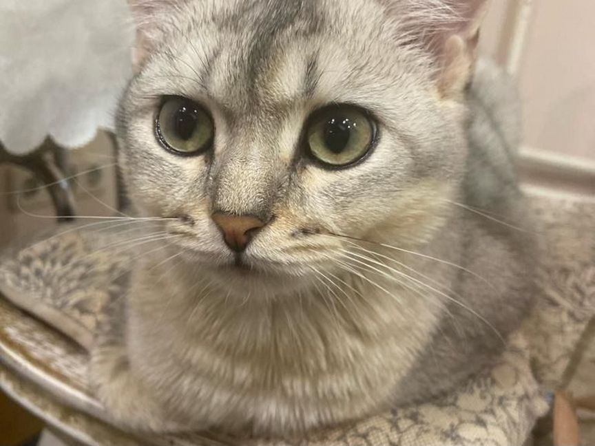 Шотландский кот