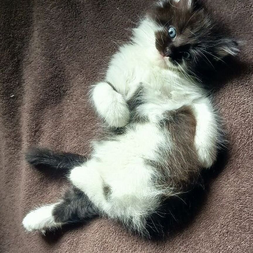 Котёнок в добрые руки