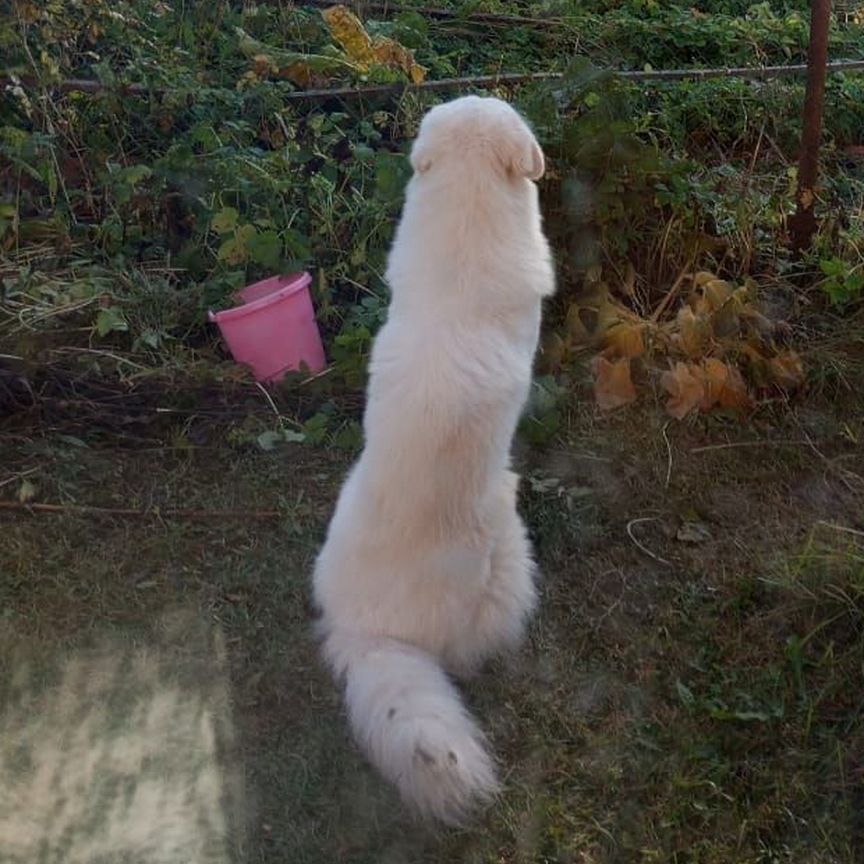 Мареммо-абруццкая овчарка, взрослый пёс