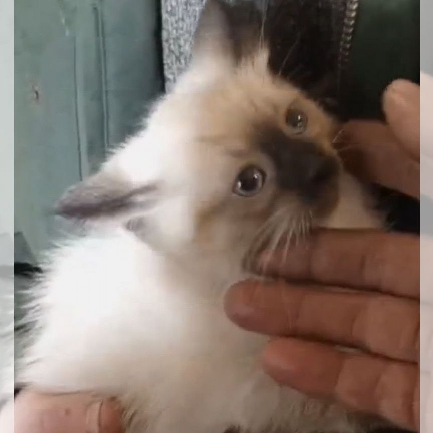 Котёнок в добрые руки