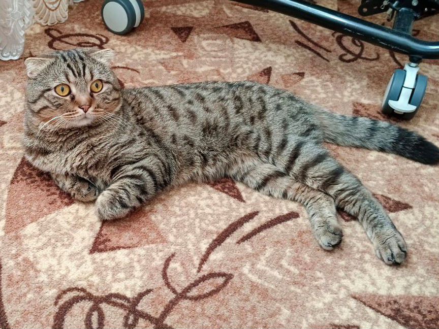 Кот