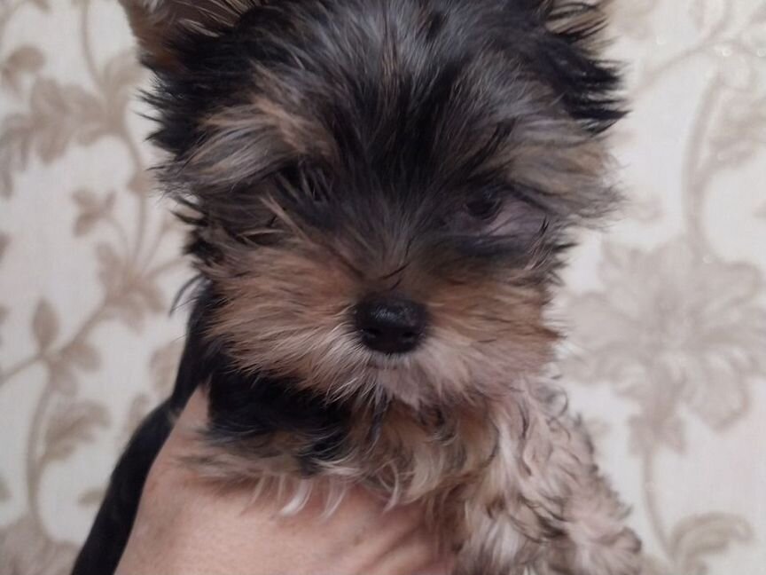 Йоркширский терьер щенки