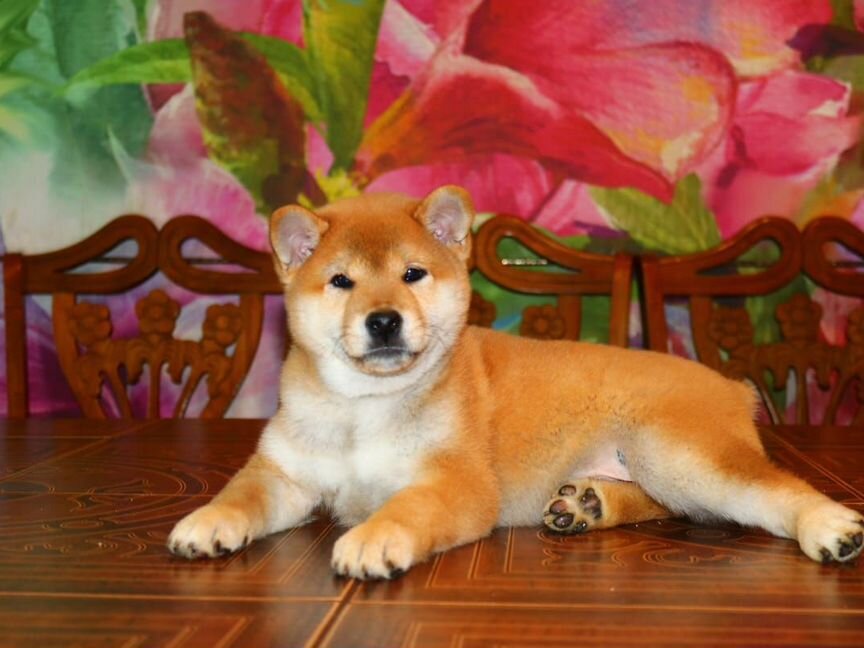 Щенки сиба ину