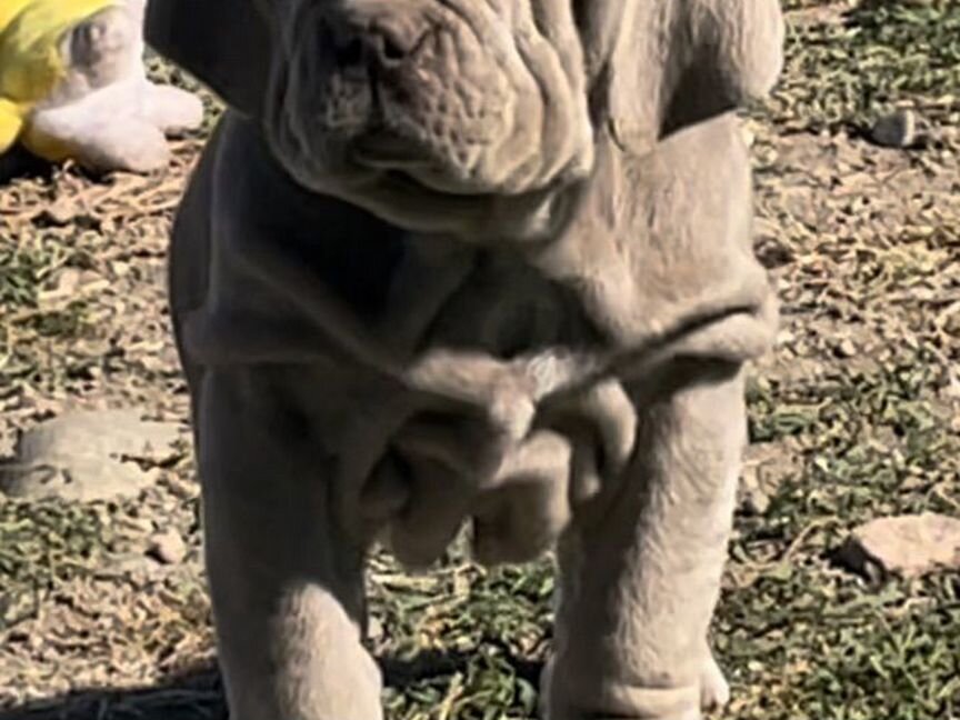 Неаполитанский мастиф