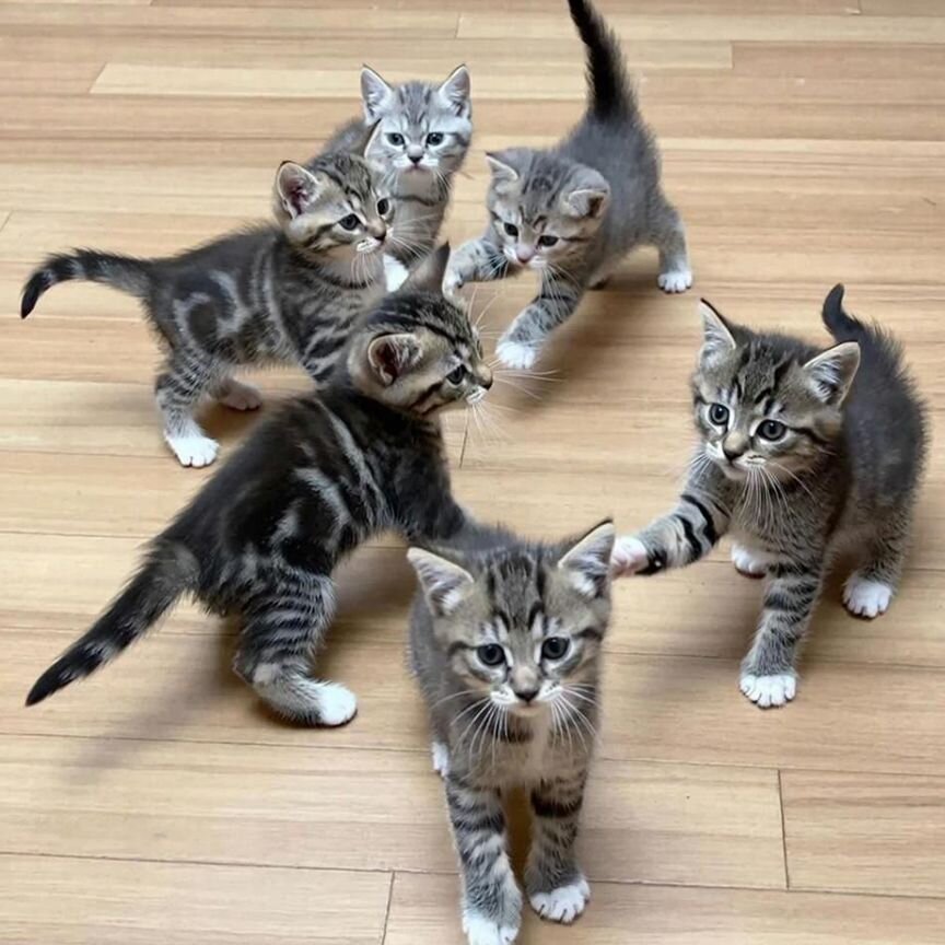 Шотландский вислоухий длинношёрстный котёнок