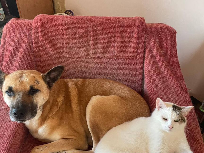 Кот Лео