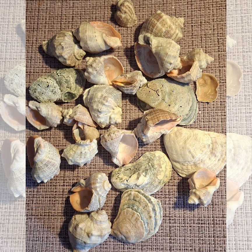 Ракушки для аквариума