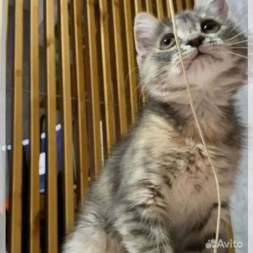 Мейн-кун котёнок