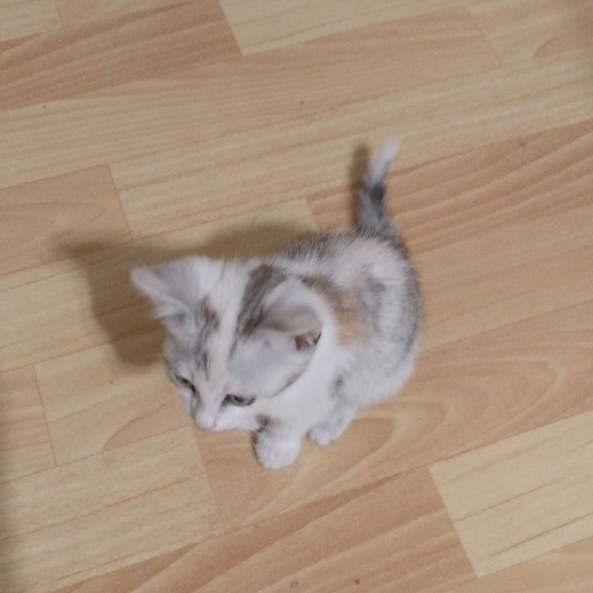 Котёнок девочка трёх цветная
