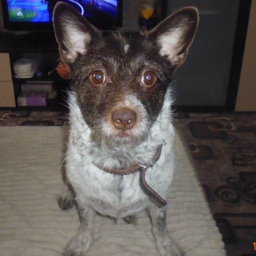 Взрослая собака в добрые руки