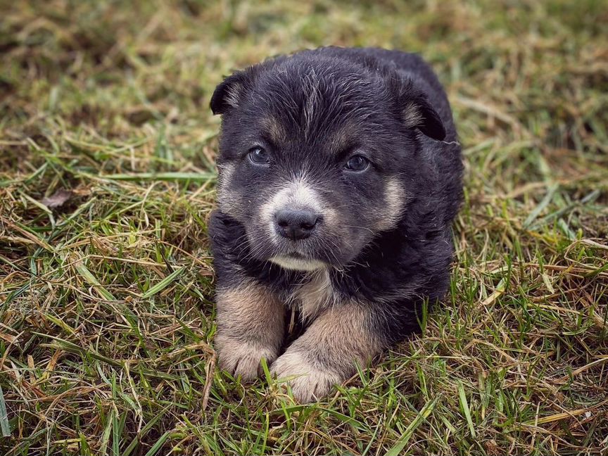 Щенок в добрые руки
