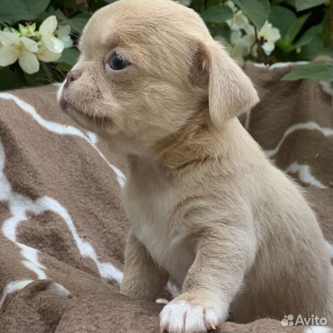 Мальчик изабелла