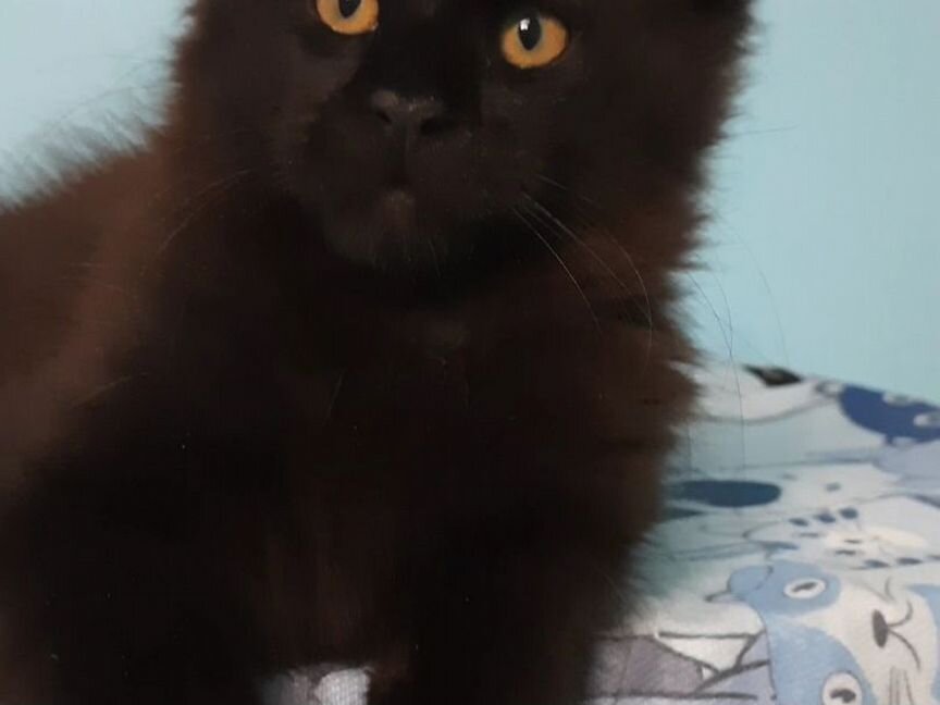 Мейн-кун Черный как ночь Брутальный парень