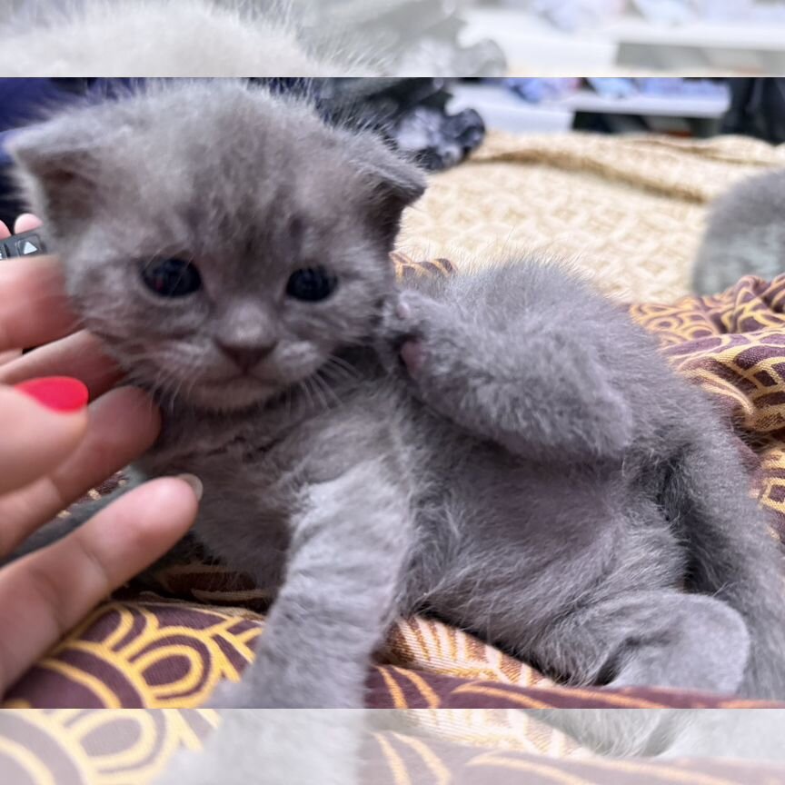 Британские котята