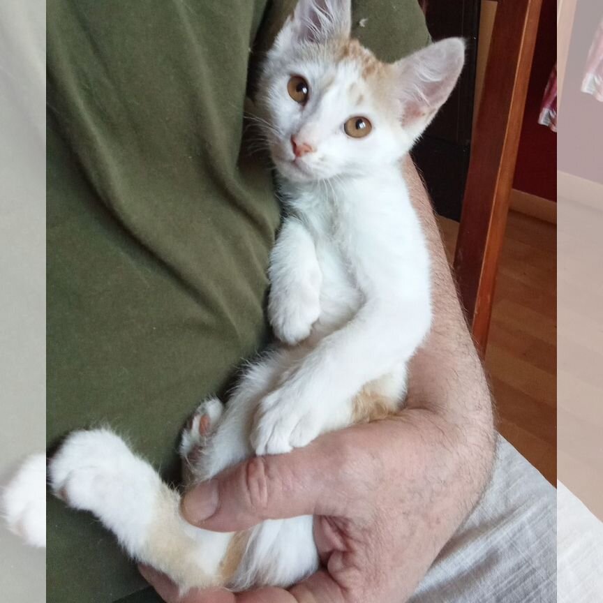 Котёнок от частного владельца
