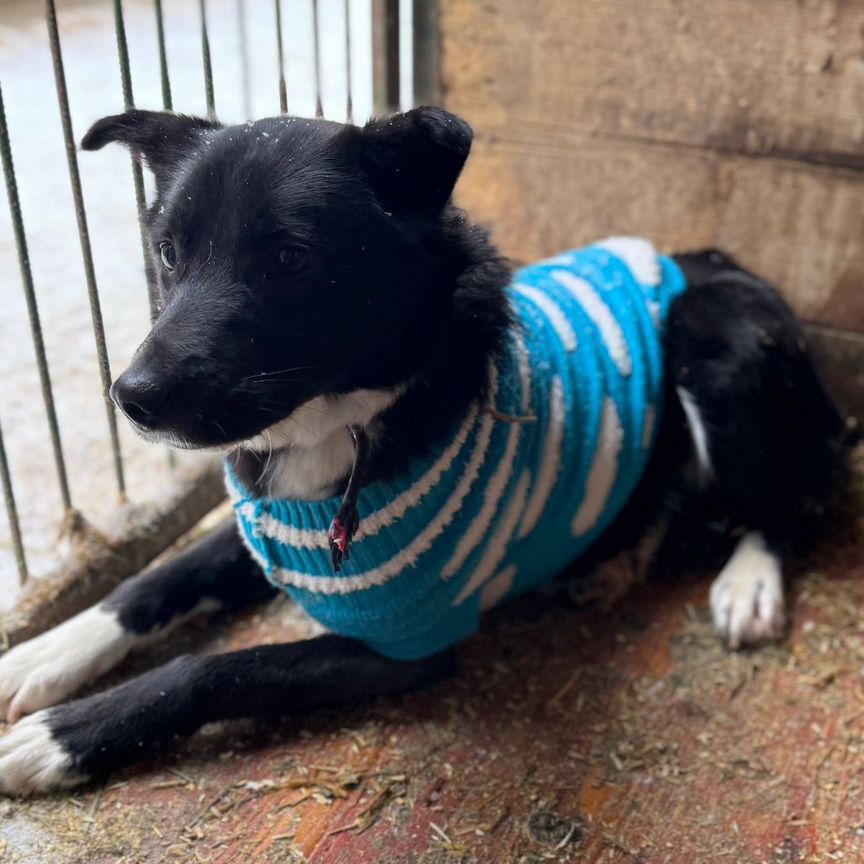 Щенок в добрые руки