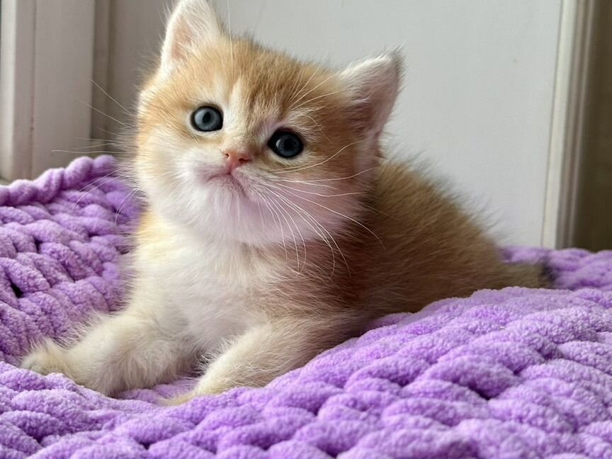 Британский котик золотая шиншилла ny11