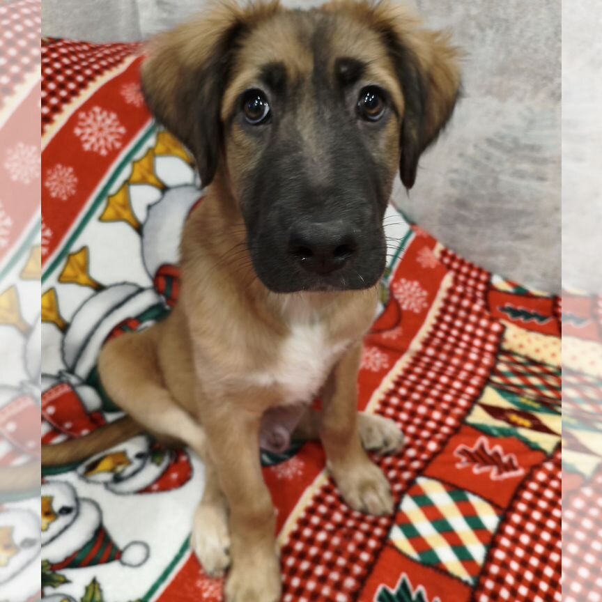 Щенок в добрые руки