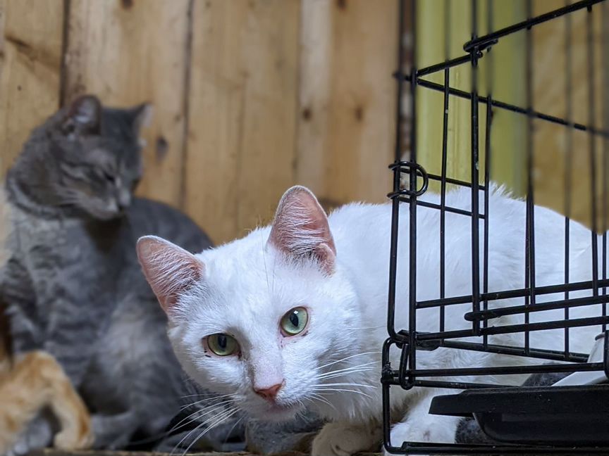 Кот ищет семью