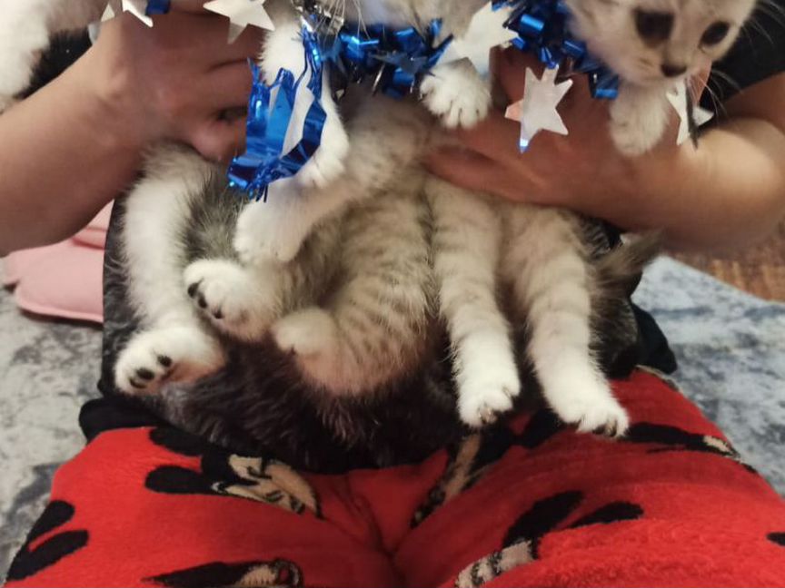 Шотландская