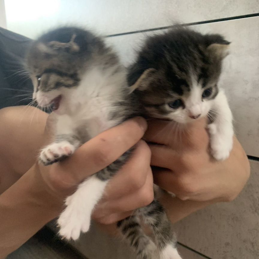 Котята