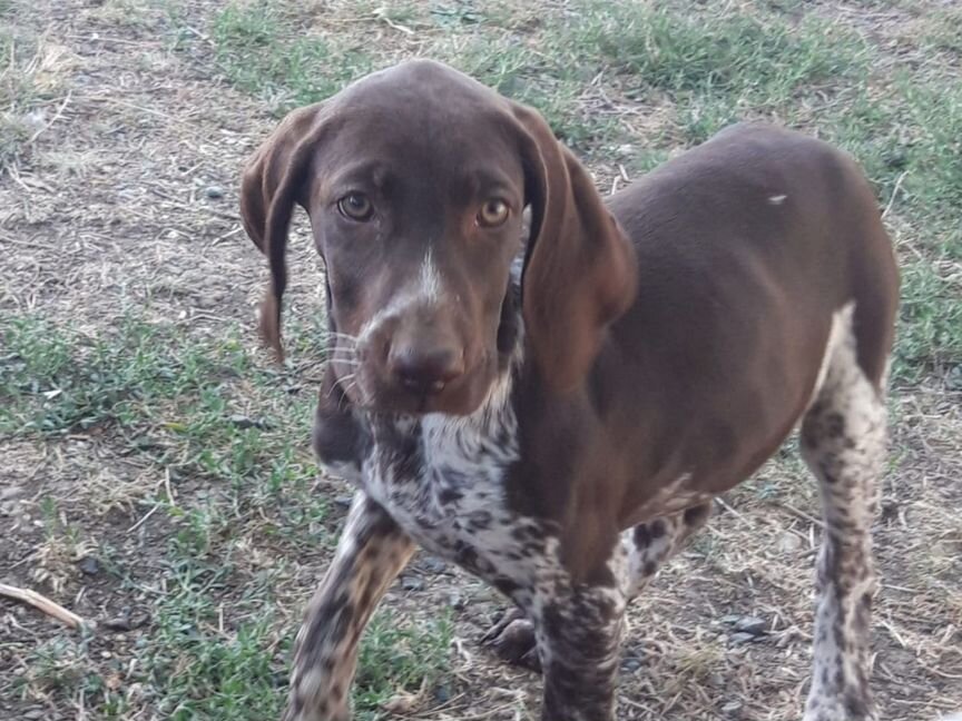 Щенки курцхаара