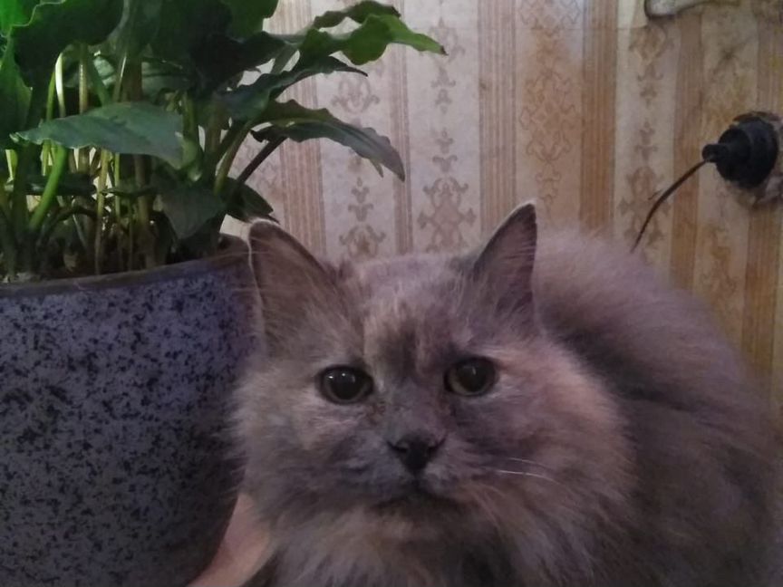 Кошка