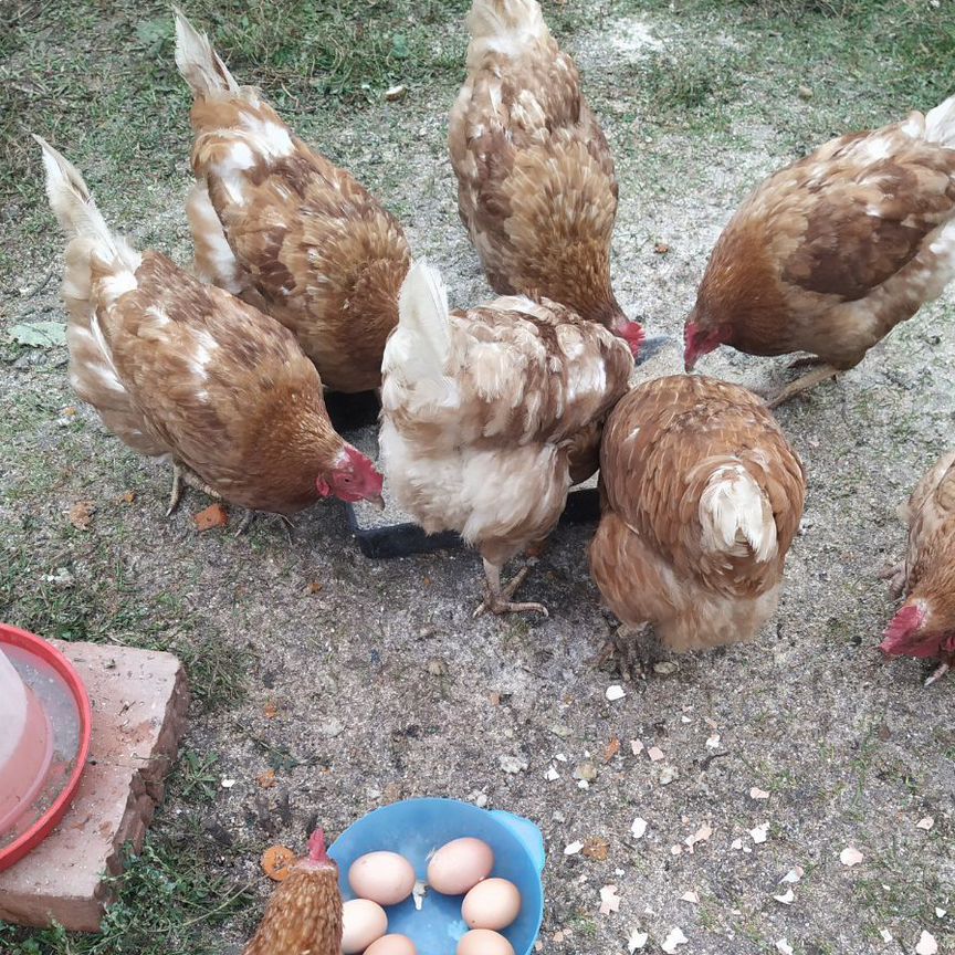 Куры несушки домашние продам