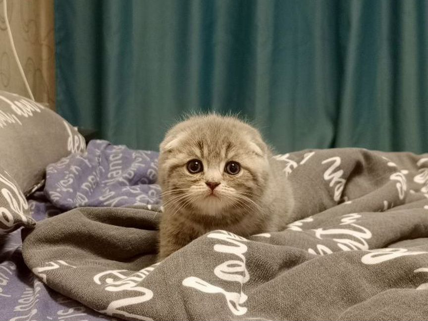Шотландская вислоухая