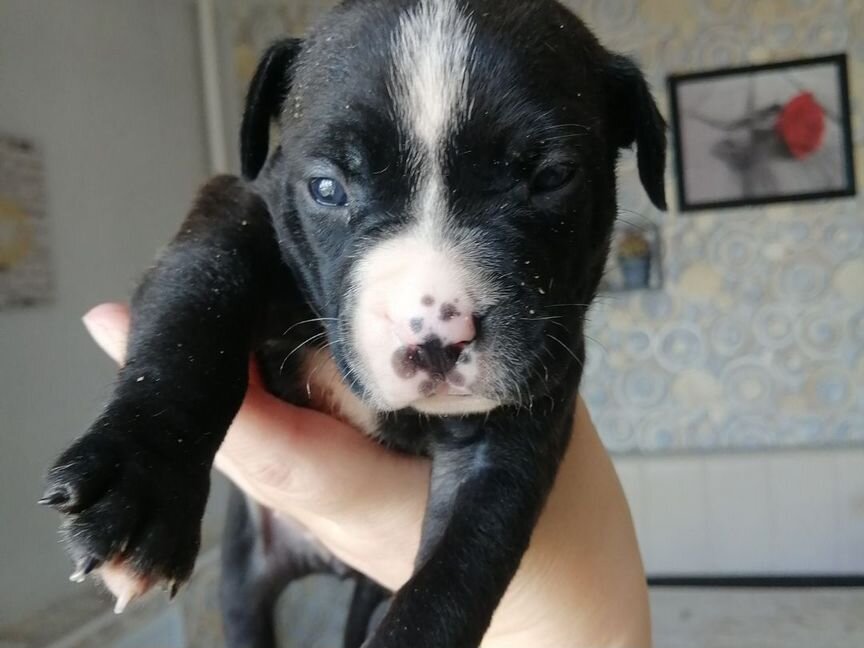 Стаффордширский терьер