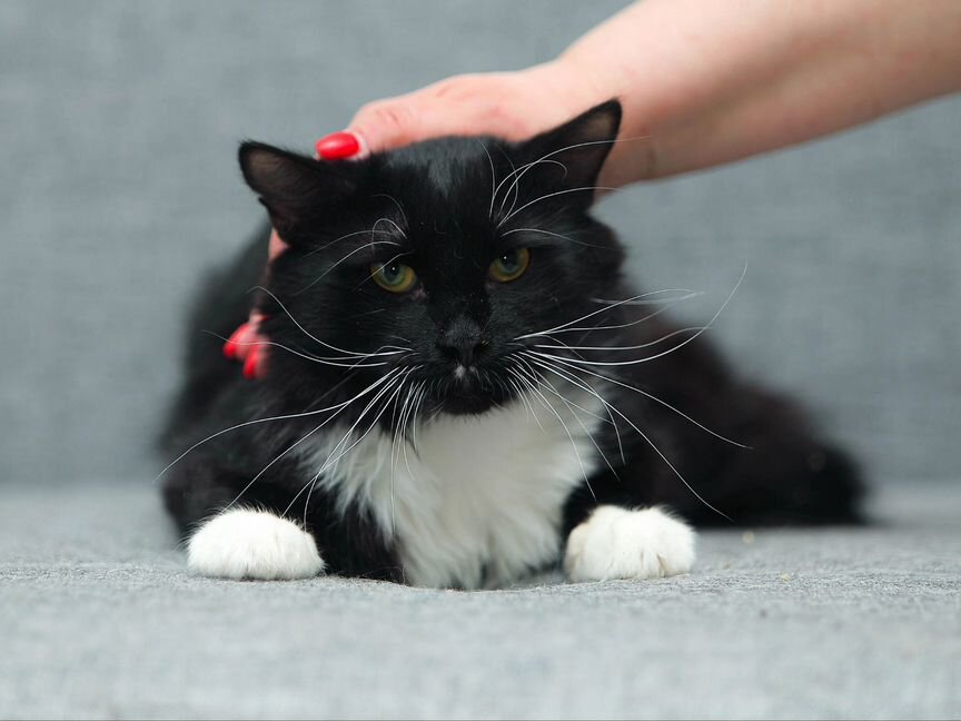 Кошки