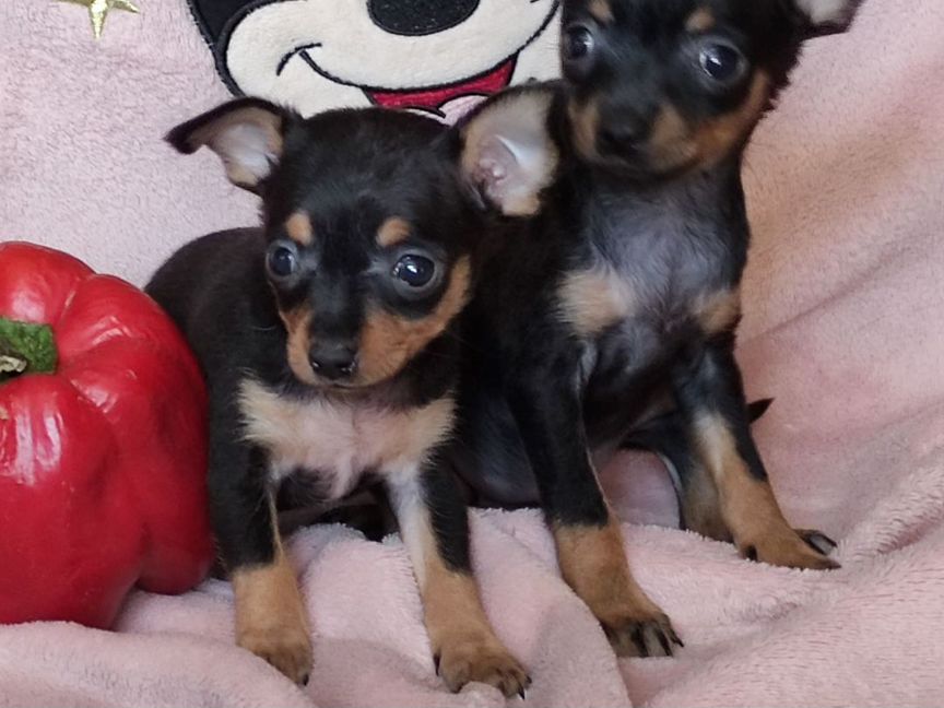 Мини той-терьер