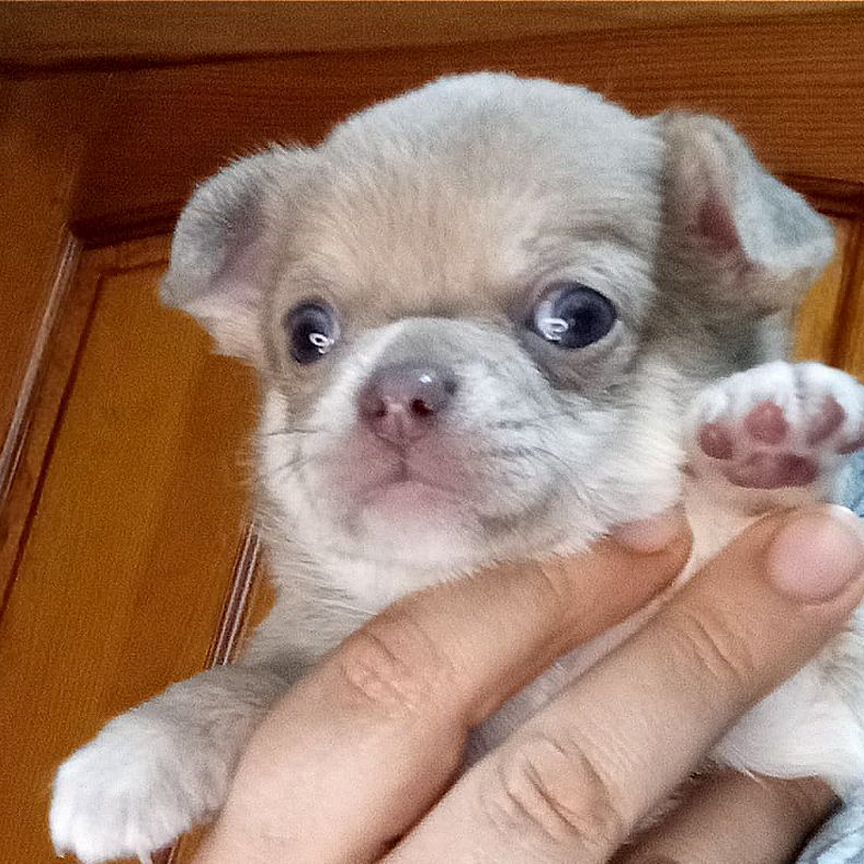 Лилово-палевый мальчик г/ш