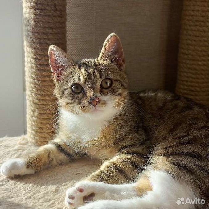 Кот, котёнок Чеддер