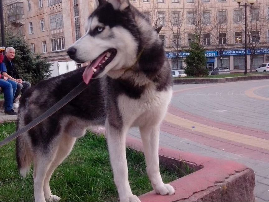 Вязка хаски