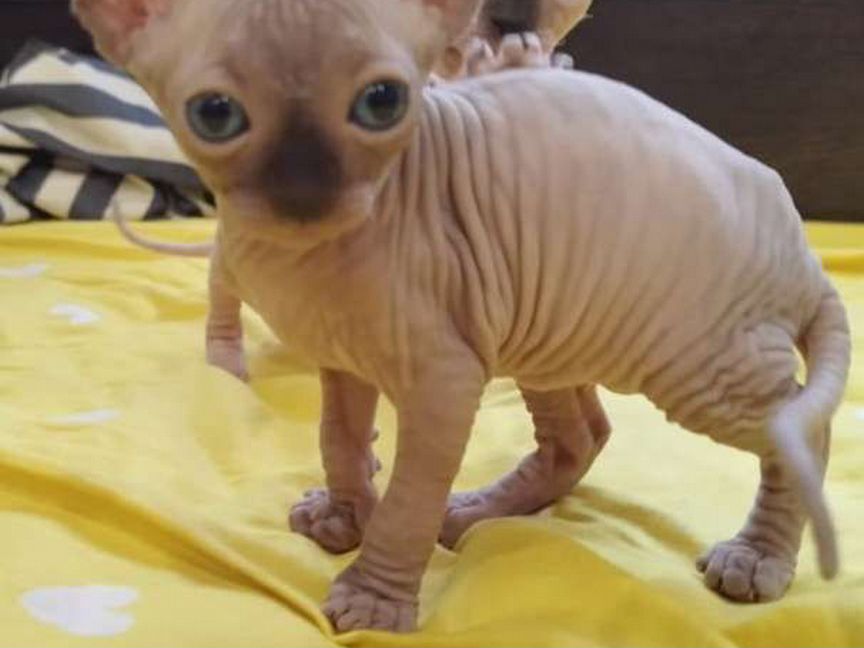 Котята Сфинкс
