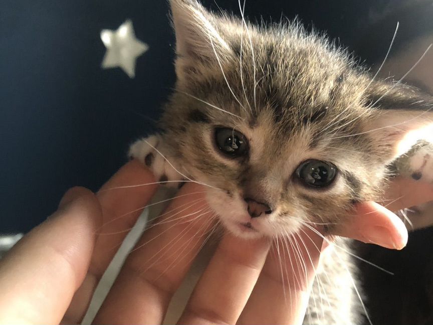 Британские котята золотая шиншилла