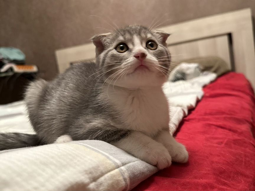 Шотландские вислоухие котята