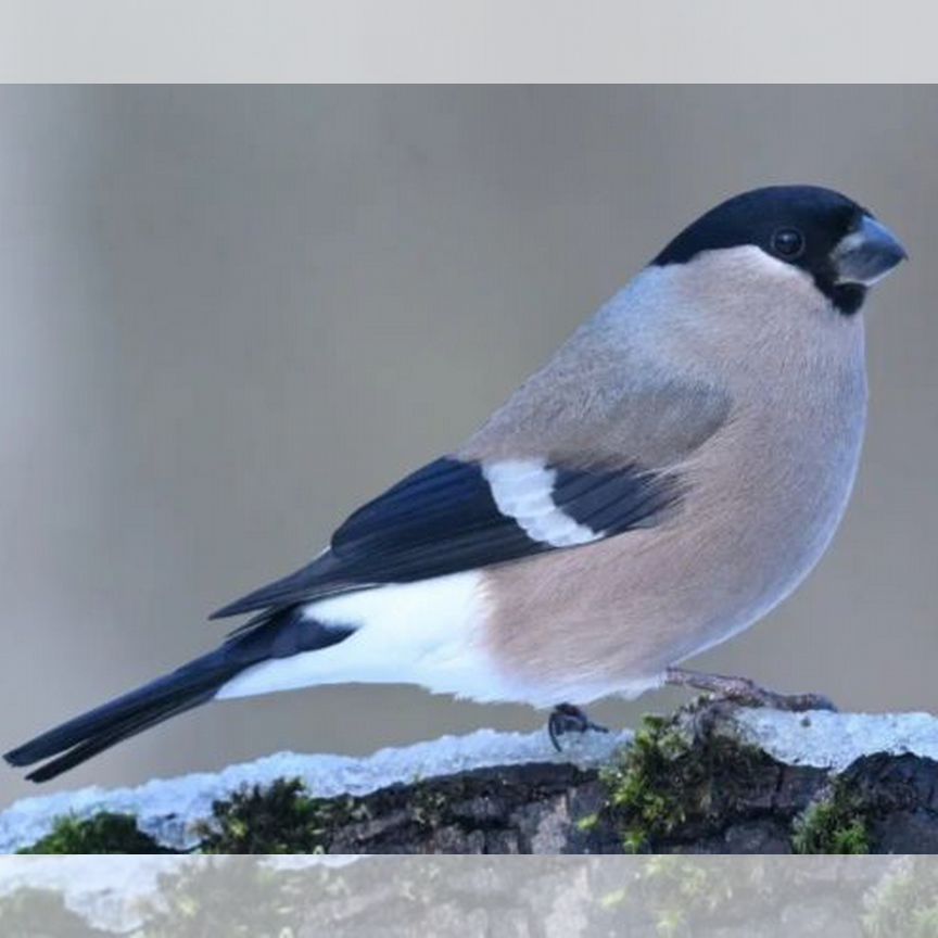 Самка снегиря