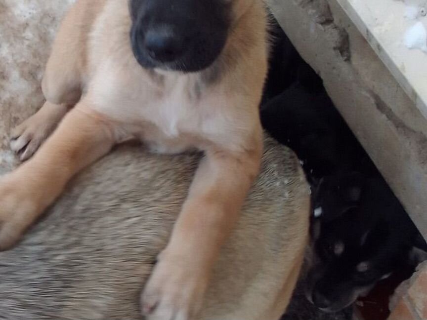 Щенок в добрые руки