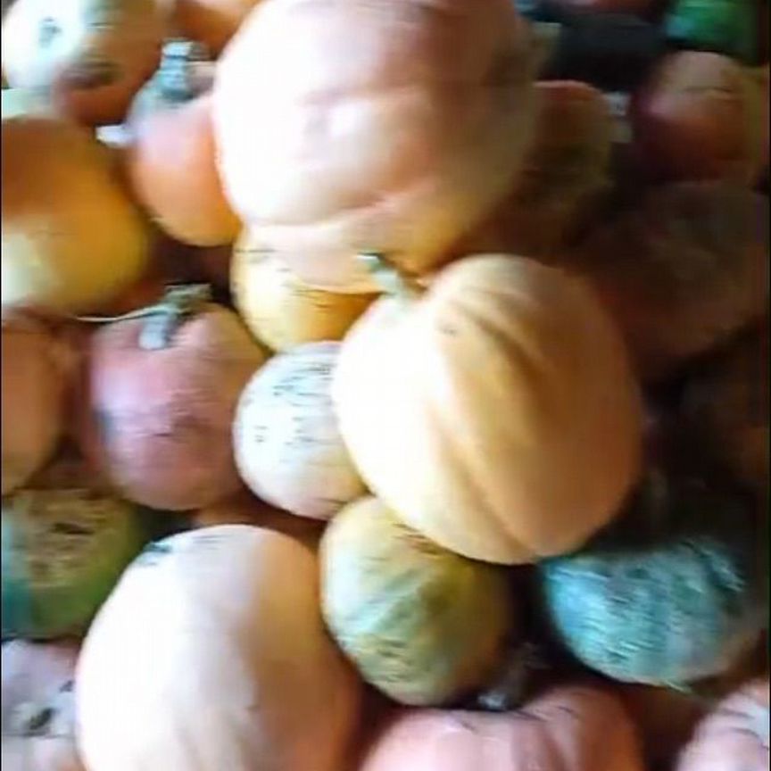 Тыква кормовая