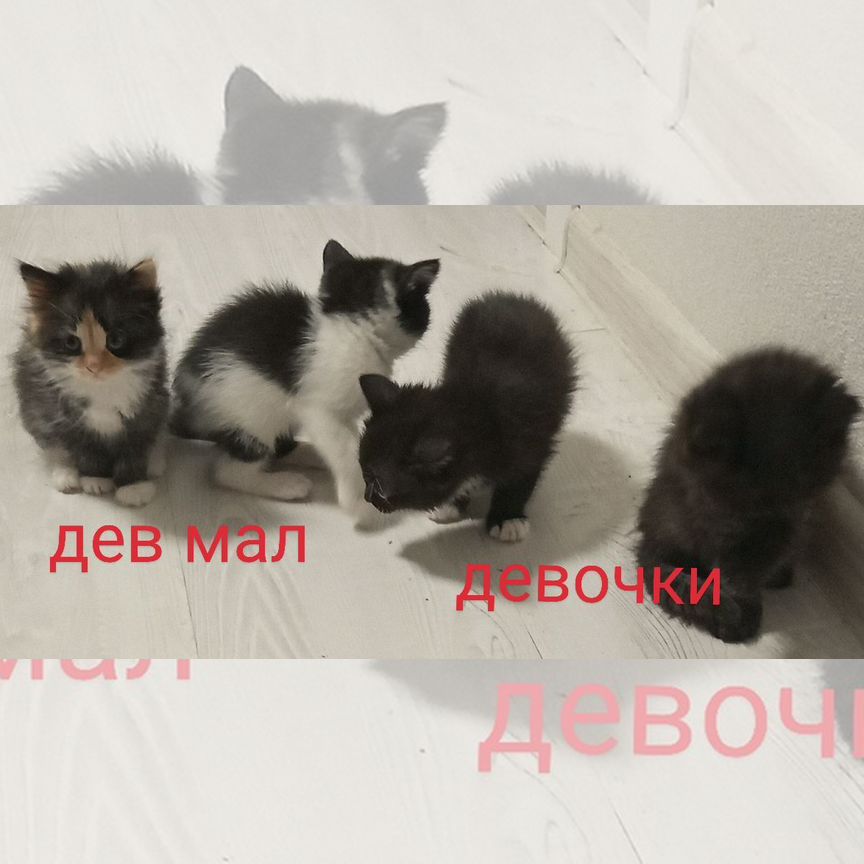 Котёнок в добрые руки